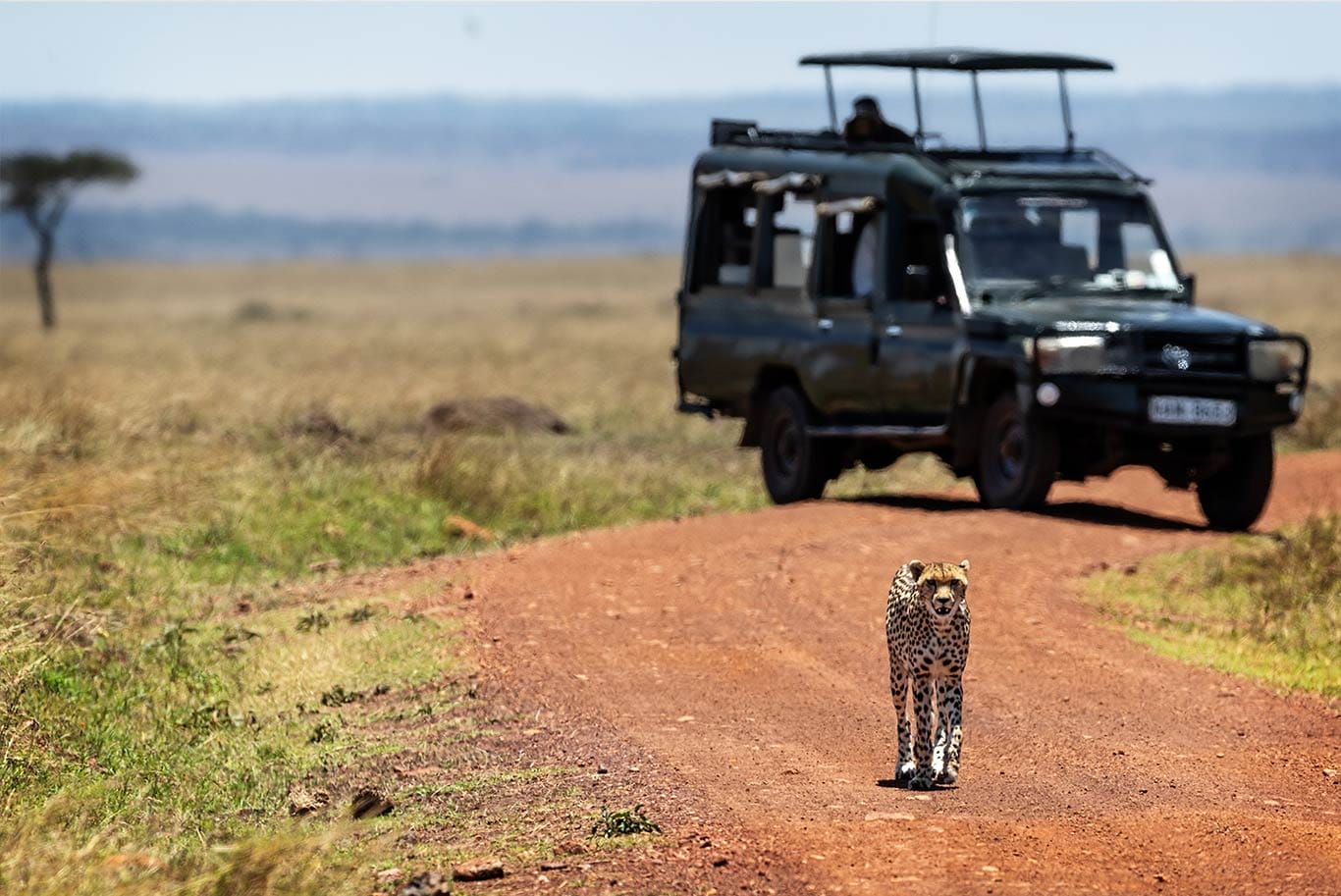 Touring Safaris - Mid-Range Safari Options